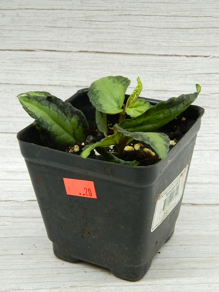 SM00020- Trailing WATERMELON BEGONIA ‘Pellionia Repens’ BEAUTIFUL ...