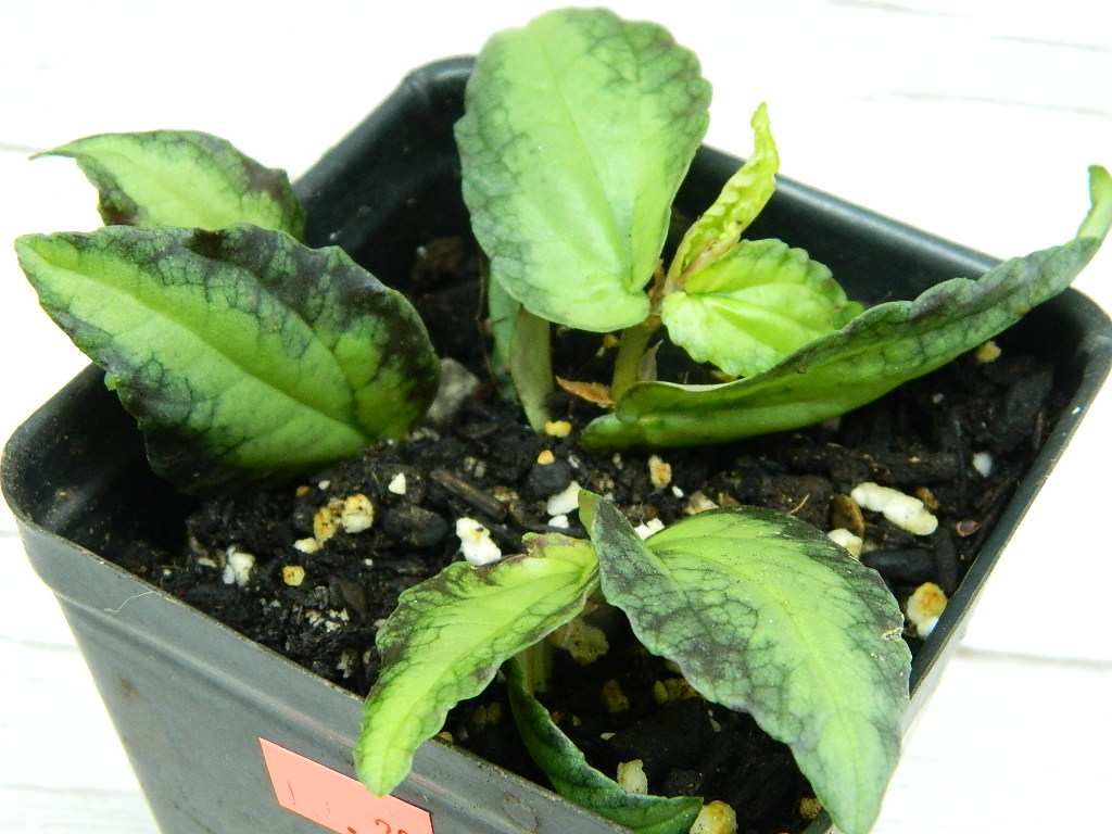 SM00020- Trailing WATERMELON BEGONIA ‘Pellionia Repens’ BEAUTIFUL ...